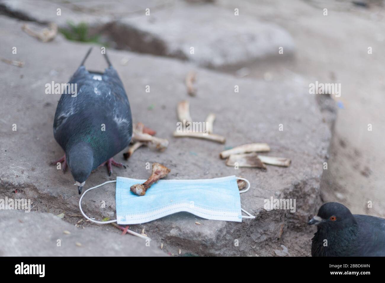 Medical mask and bird of the world. Dove and medical mask. The concept ...