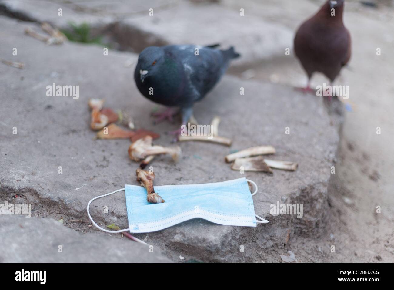 Medical mask and bird of the world. Dove and medical mask. The concept ...