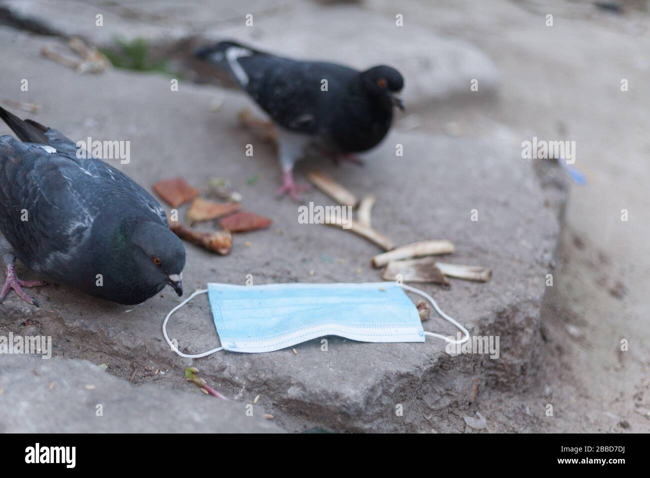 Medical mask and bird of the world. Dove and medical mask. The concept ...