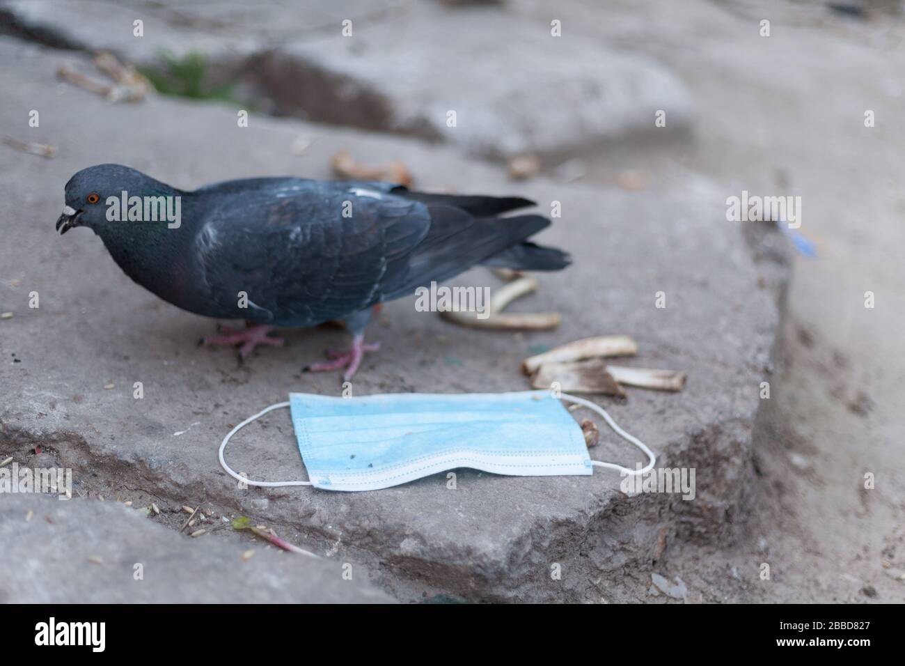 Medical mask and bird of the world. Dove and medical mask. The concept ...