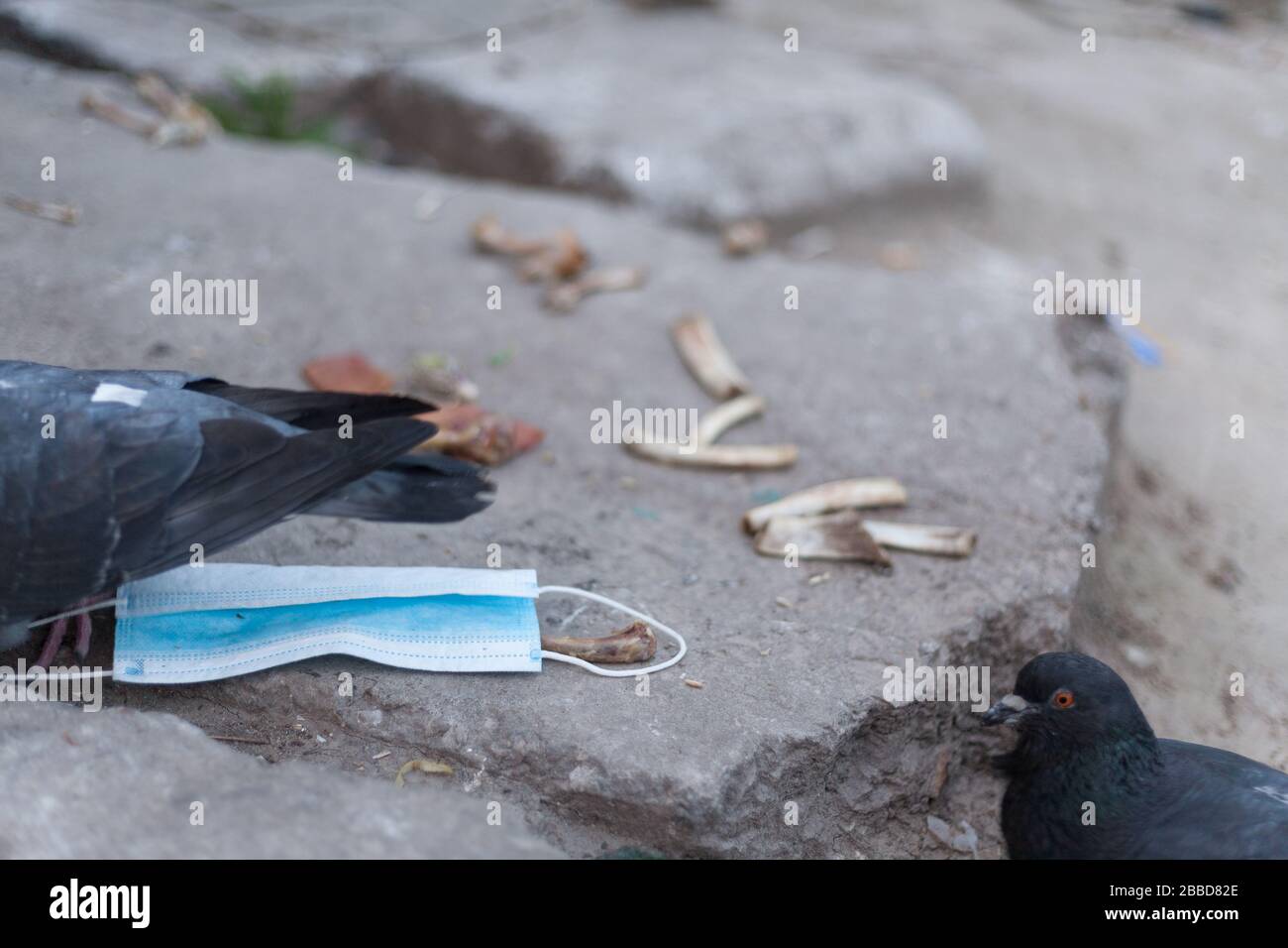 Medical mask and bird of the world. Dove and medical mask. The concept ...