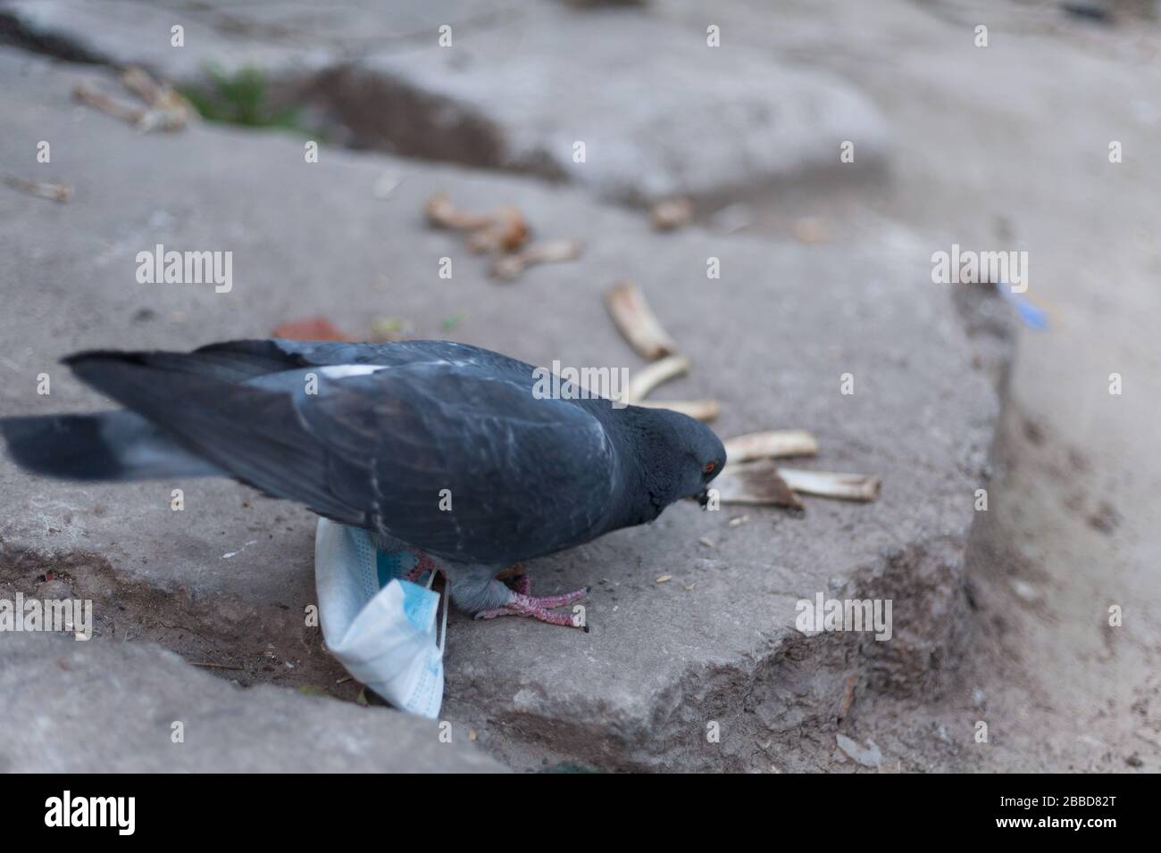 Medical mask and bird of the world. Dove and medical mask. The concept ...