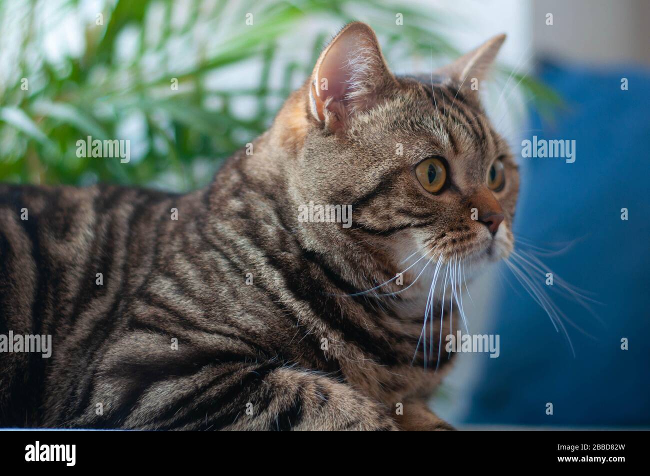 British tabby cat on a table in a calm pose in a room with plants Stock ...