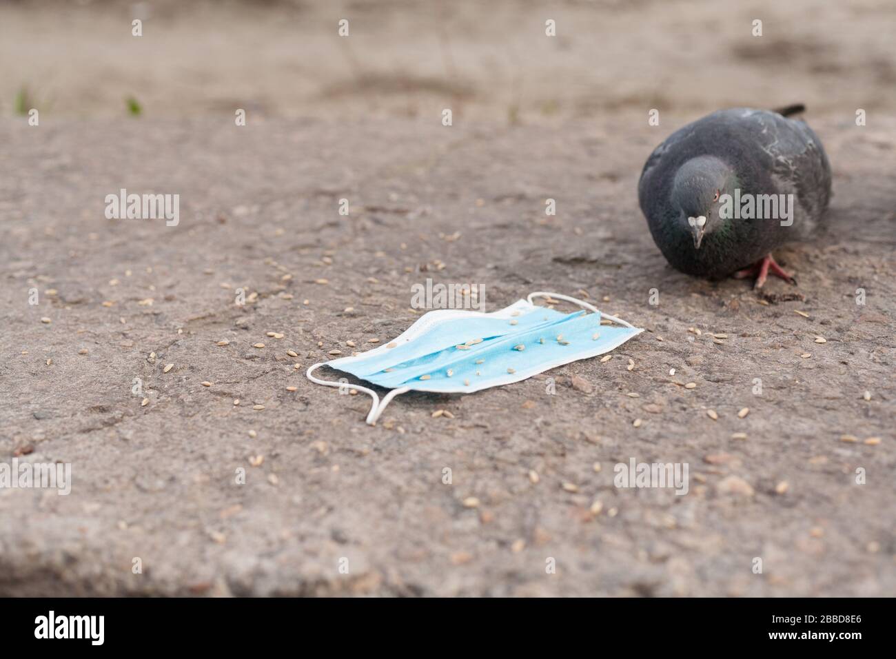 Medical mask and bird of the world. Dove and medical mask. The concept ...