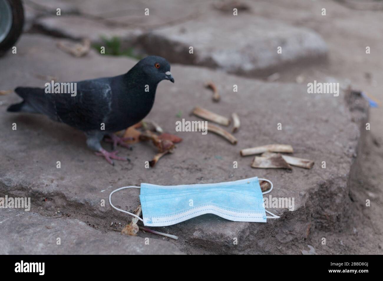 Medical mask and bird of the world. Dove and medical mask. The concept ...