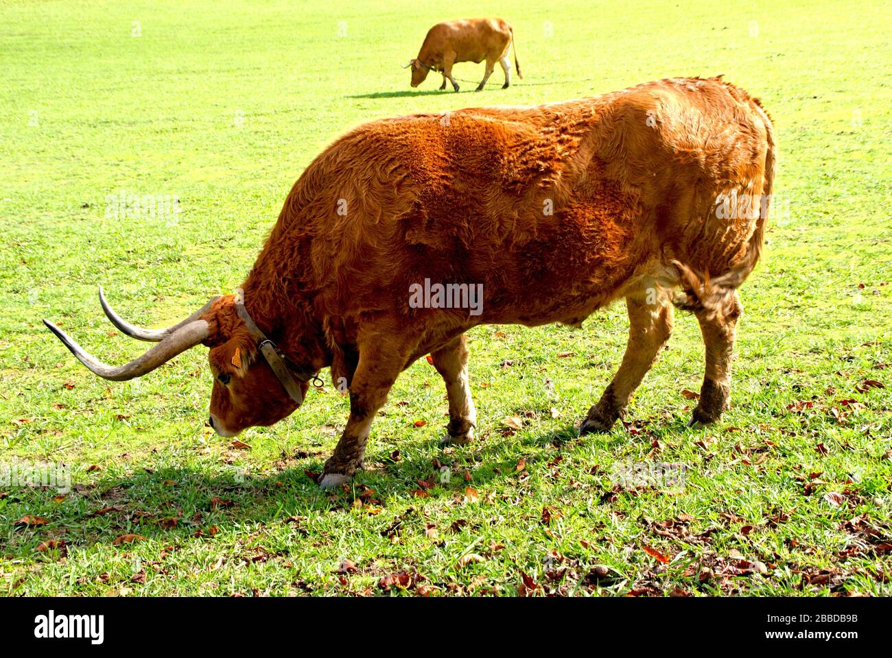 Cows in the farm, Portugal Stock Photo - Alamy