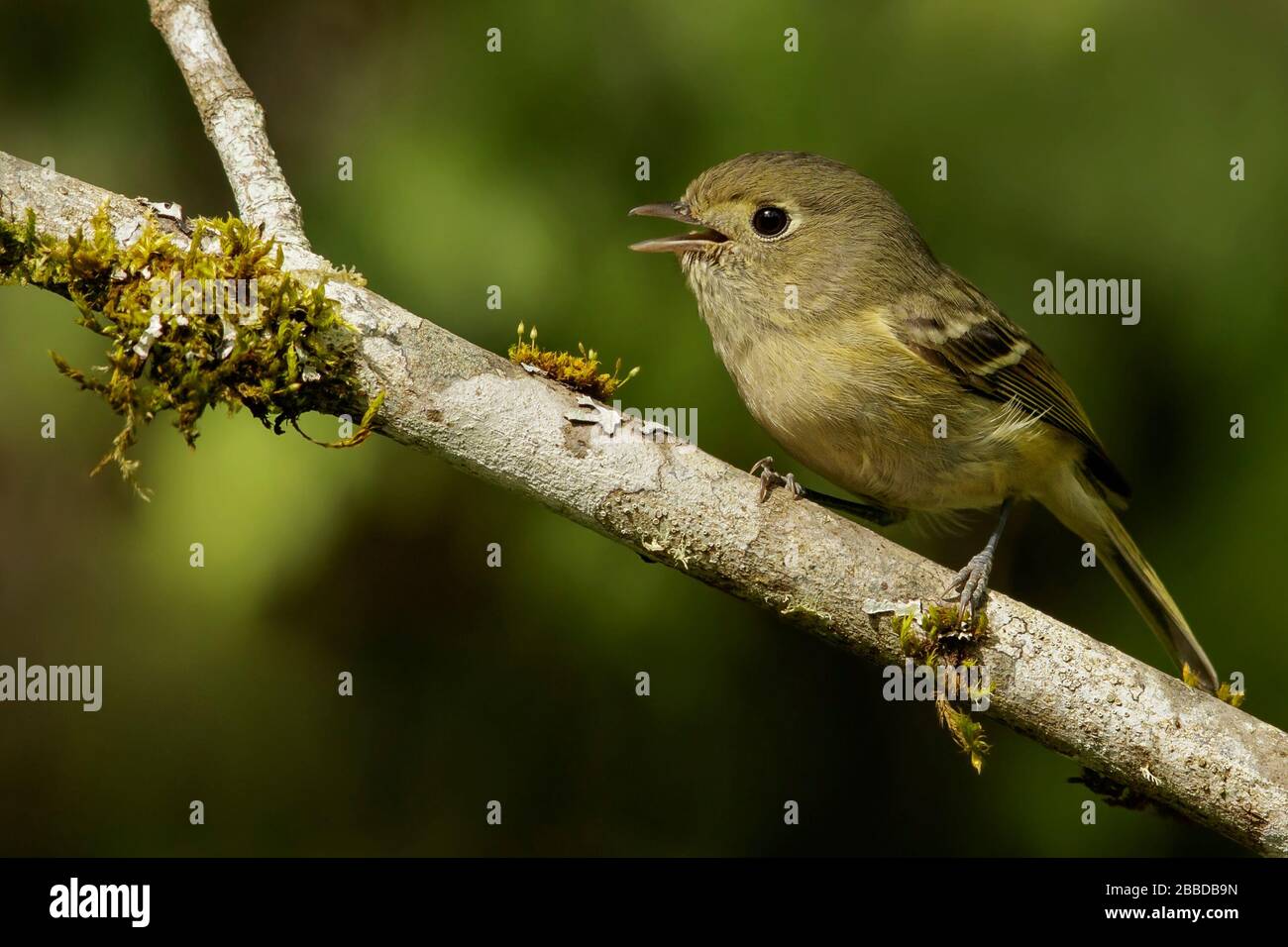 Huttons hi-res stock photography and images - Alamy