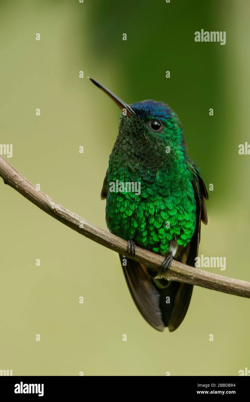Indigo-capped Hummingbird (Amazilia cyanifrons) perched on a branch in ...