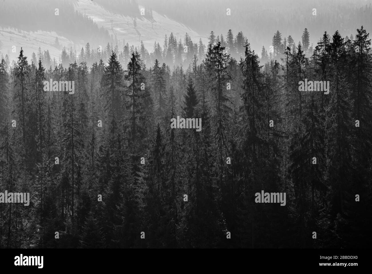Black white illustration coniferous forest hi-res stock photography and ...