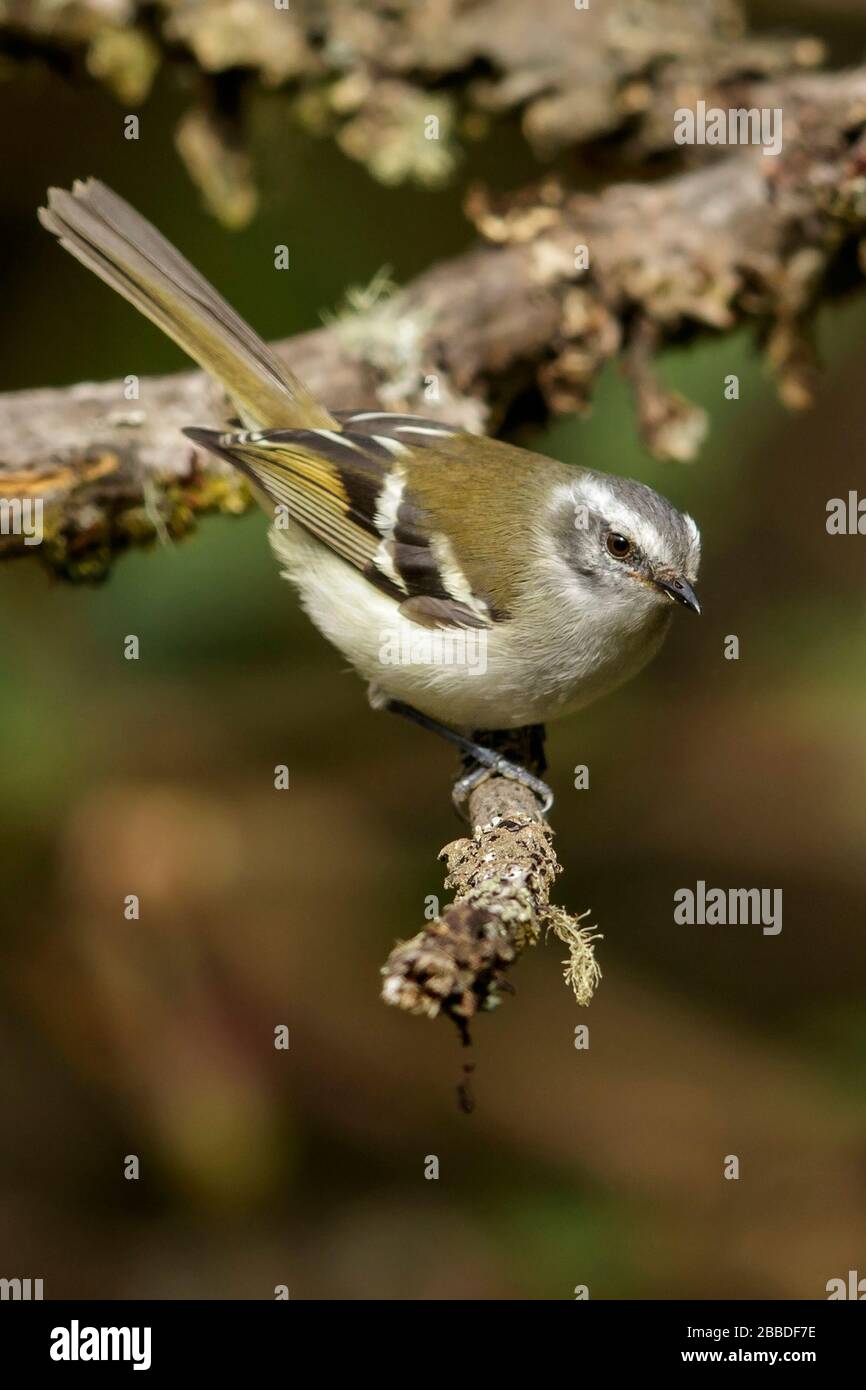 White-banded Tyrannulet (Mecocerculus stictopterus) perched on a branch ...