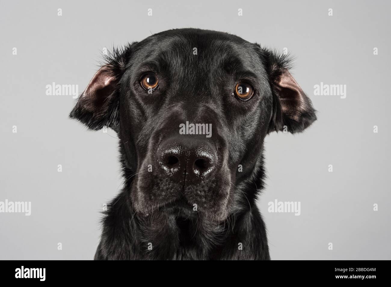 Portrait of a black lab in the UK Stock Photo - Alamy