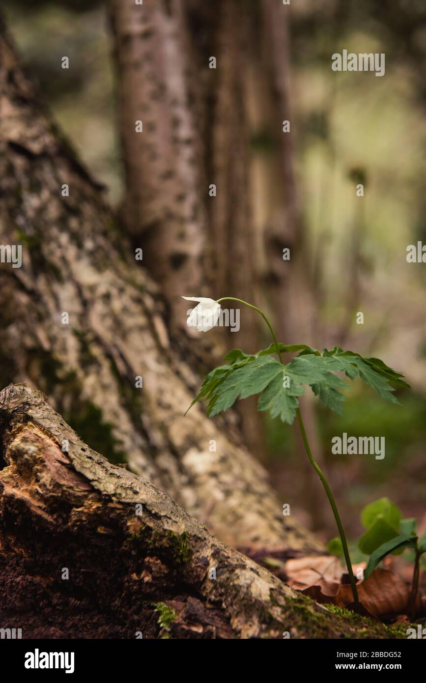 Tiny flower in nature hi-res stock photography and images - Alamy