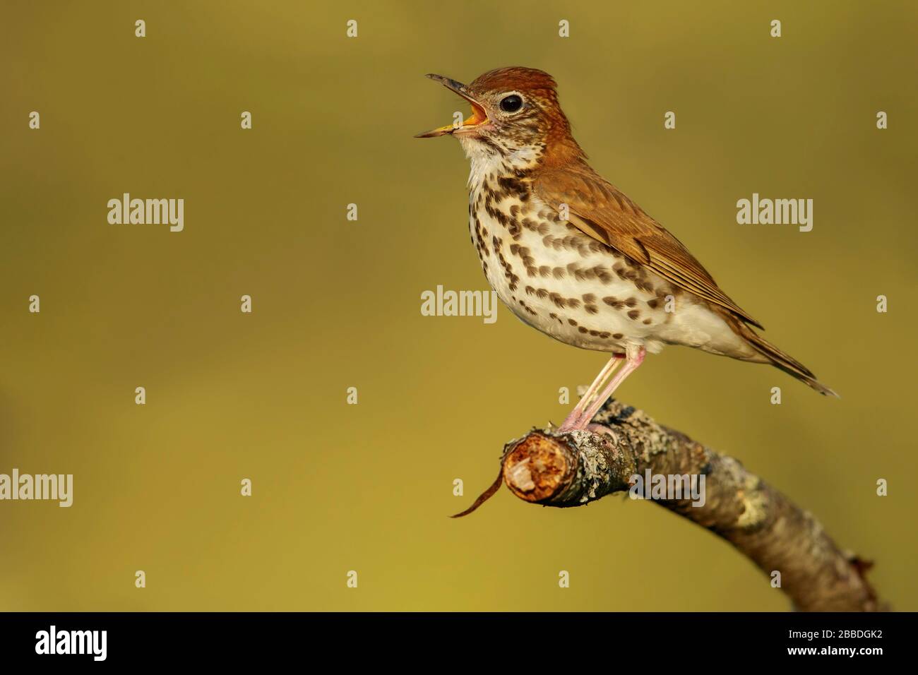 Hylocichla mustelina branch hi-res stock photography and images - Alamy
