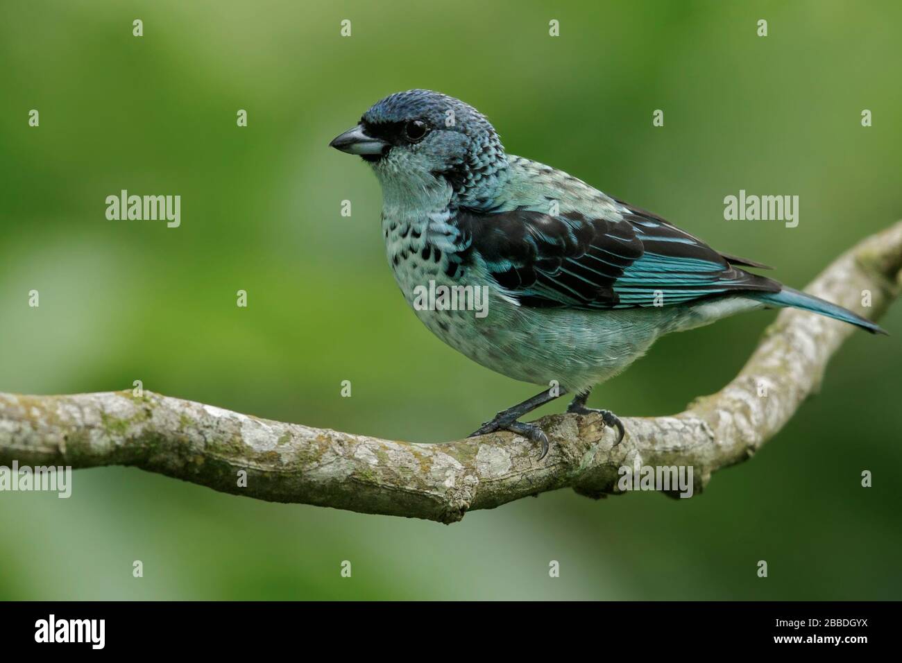 Azure-rumped Tanager (Tangara cabanisi) perched on a branch in ...