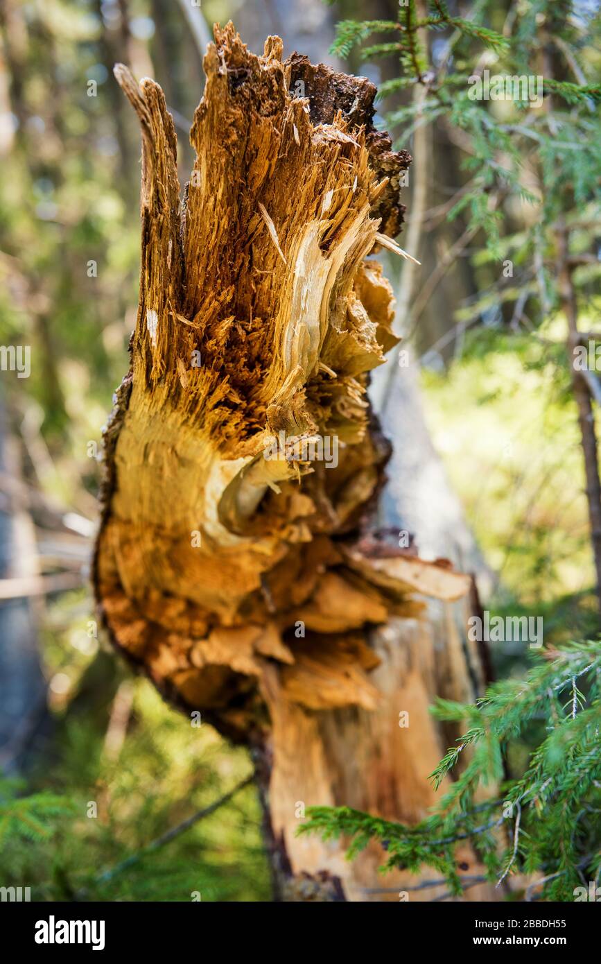 Wood fracture hi-res stock photography and images - Alamy