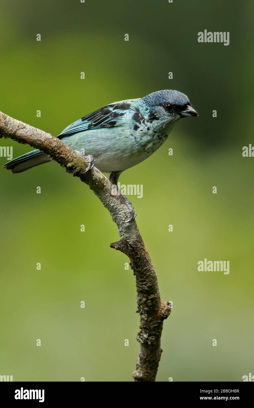 Azure rumped tanager hi-res stock photography and images - Alamy