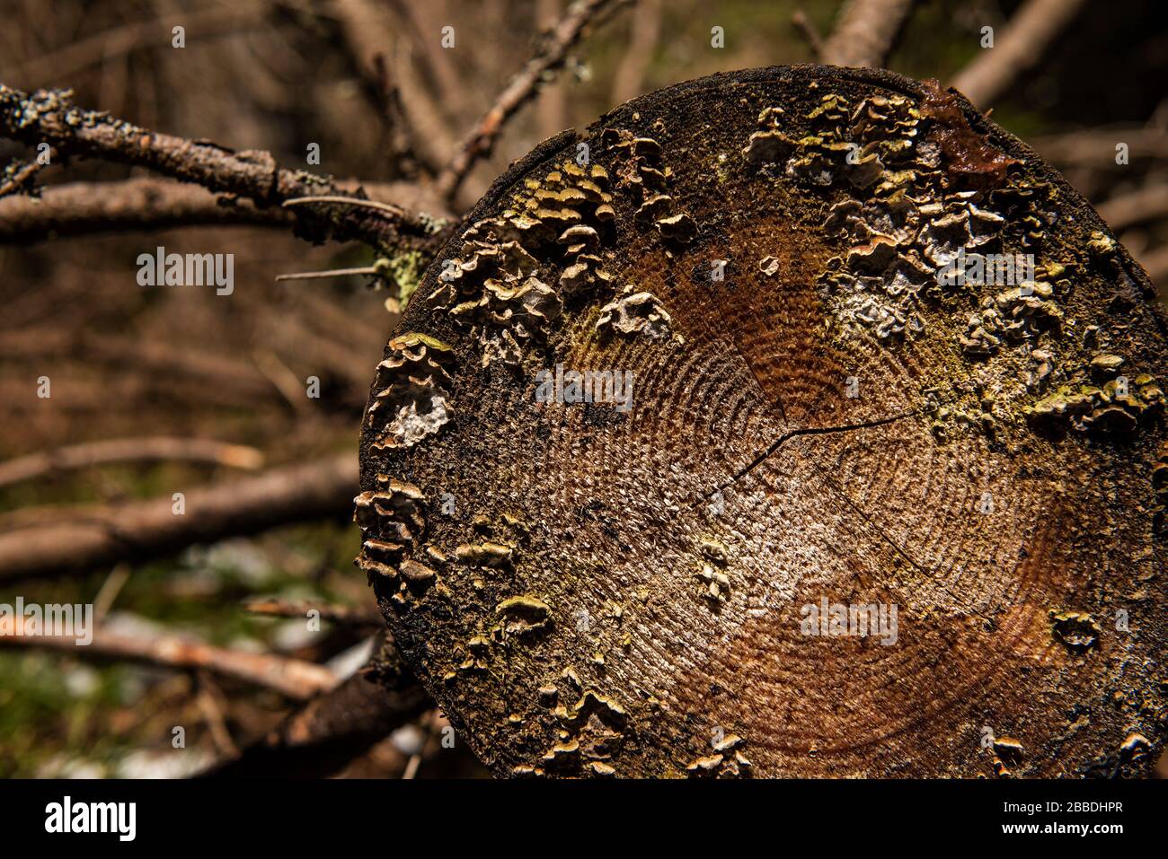 Close-up photo of cross section of the tree in a deep forest Stock ...