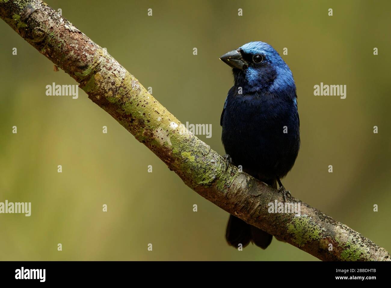 Cyanocompsa hi-res stock photography and images - Alamy