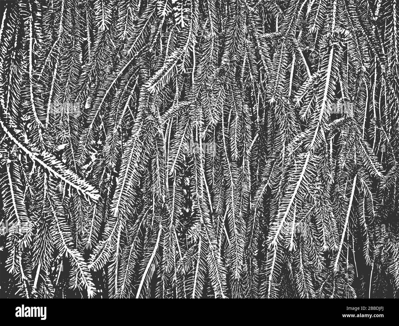 Distress tree leaves, pine, spruce leaflet texture. Black and white ...