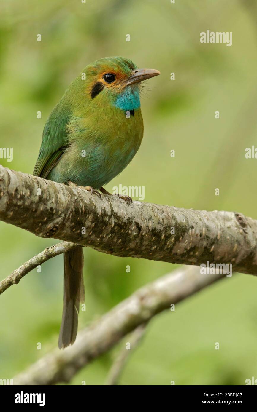 Blue-throated Motmot (Aspatha gularis) perched on a branch in Guatemala ...