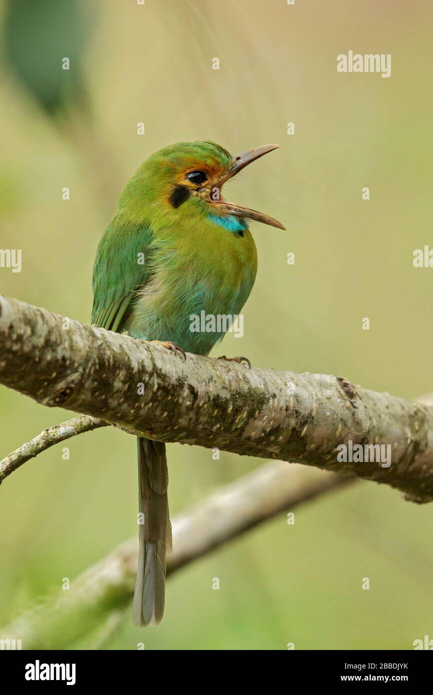 Aspatha hi-res stock photography and images - Alamy