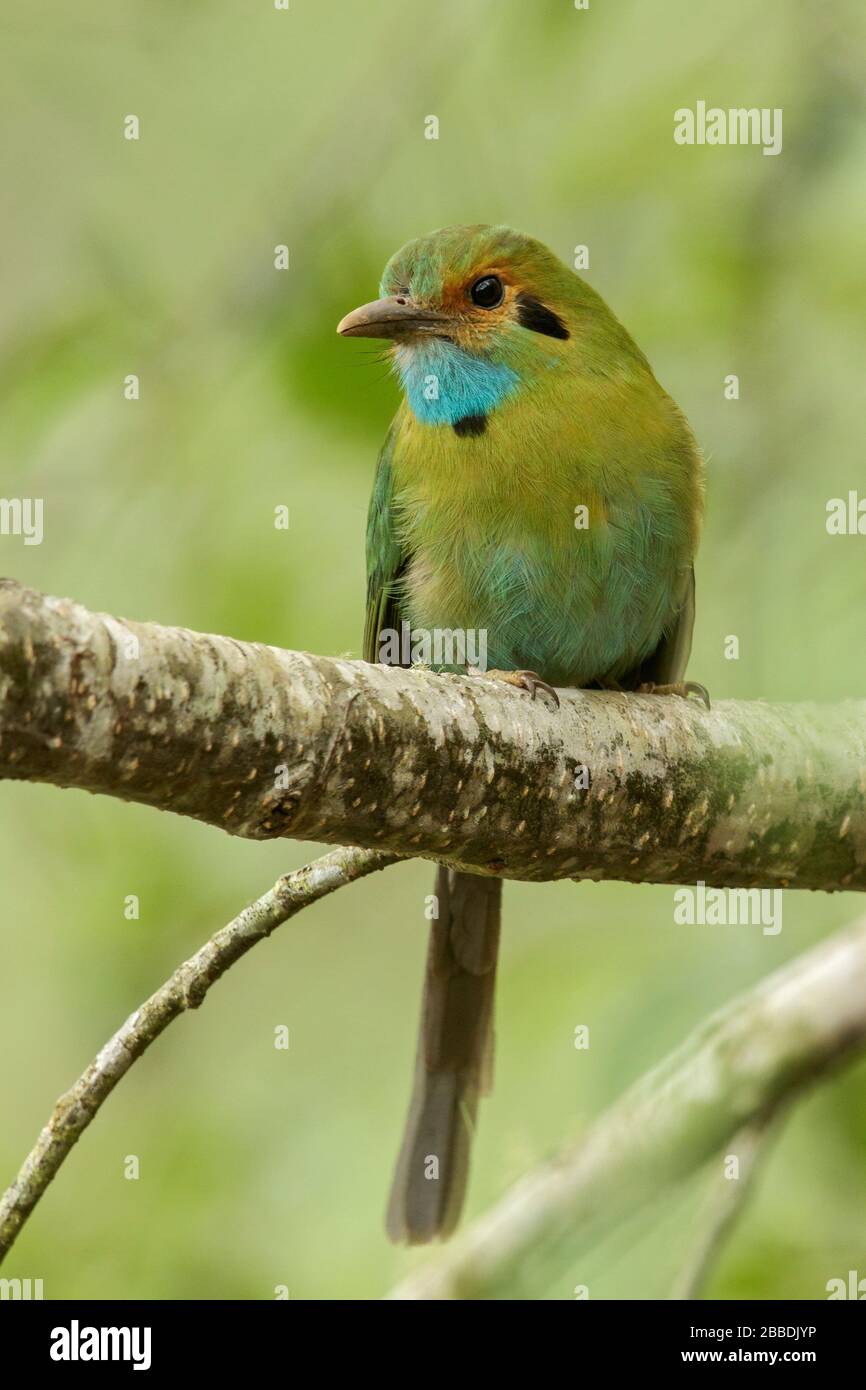 Blue-throated Motmot (Aspatha gularis) perched on a branch in Guatemala ...