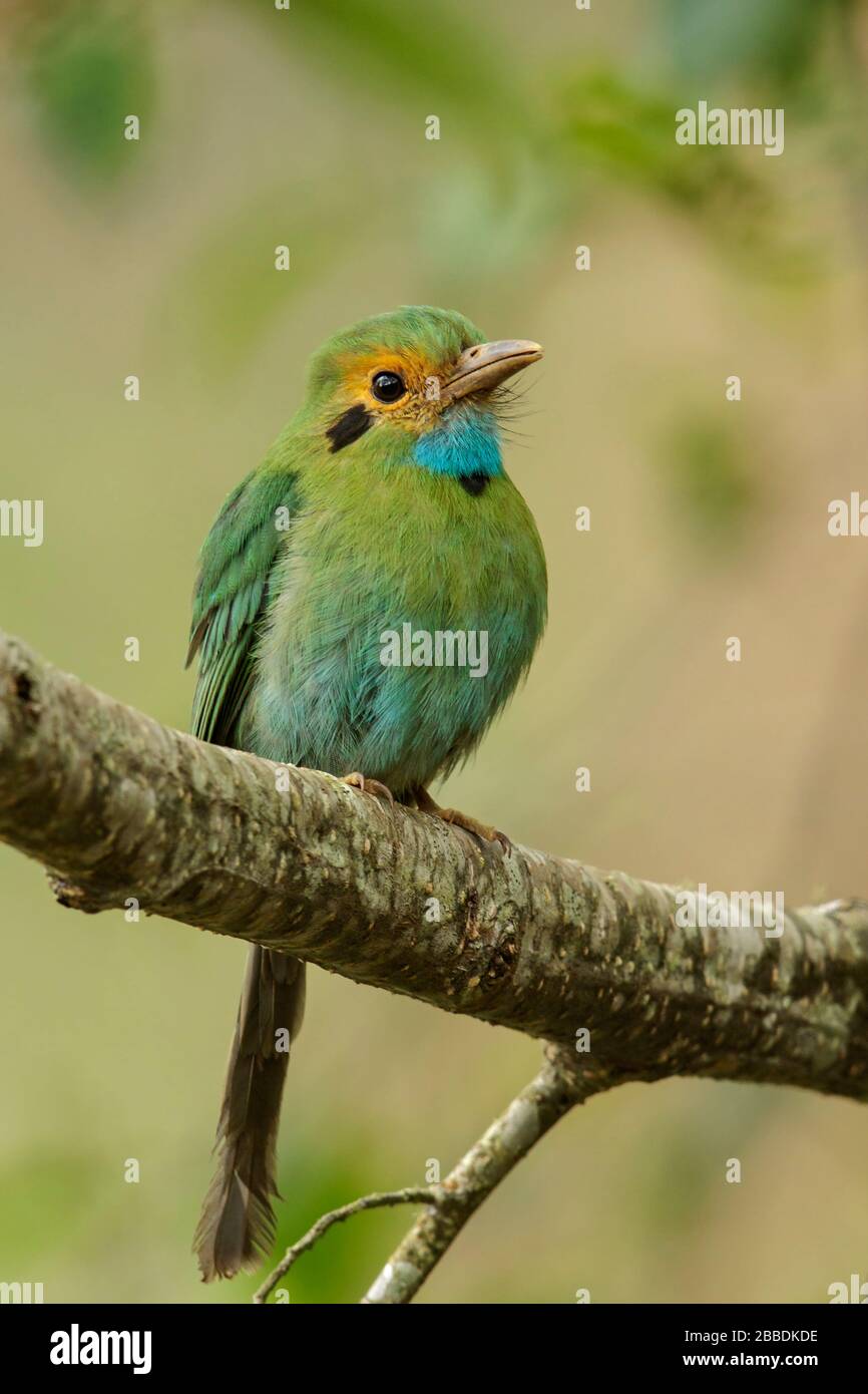 Aspatha hi-res stock photography and images - Alamy