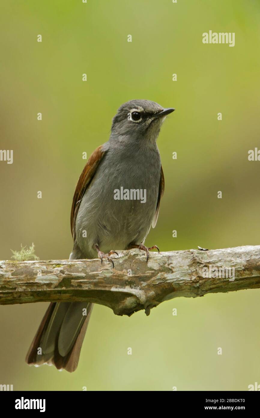 Myadestes occidentalis hi-res stock photography and images - Alamy