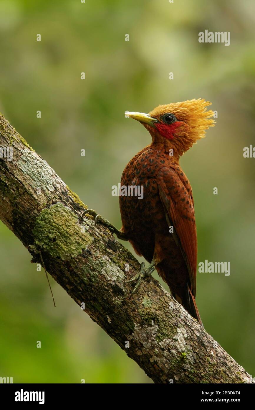 Woodpeckers of guatemala hi-res stock photography and images - Alamy