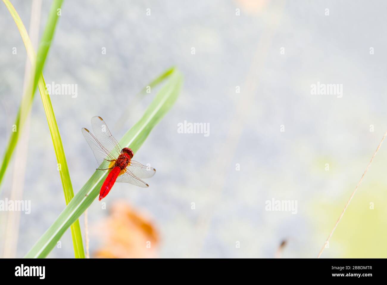 background with The Red dragonfly resting on a straw Stock Photo - Alamy
