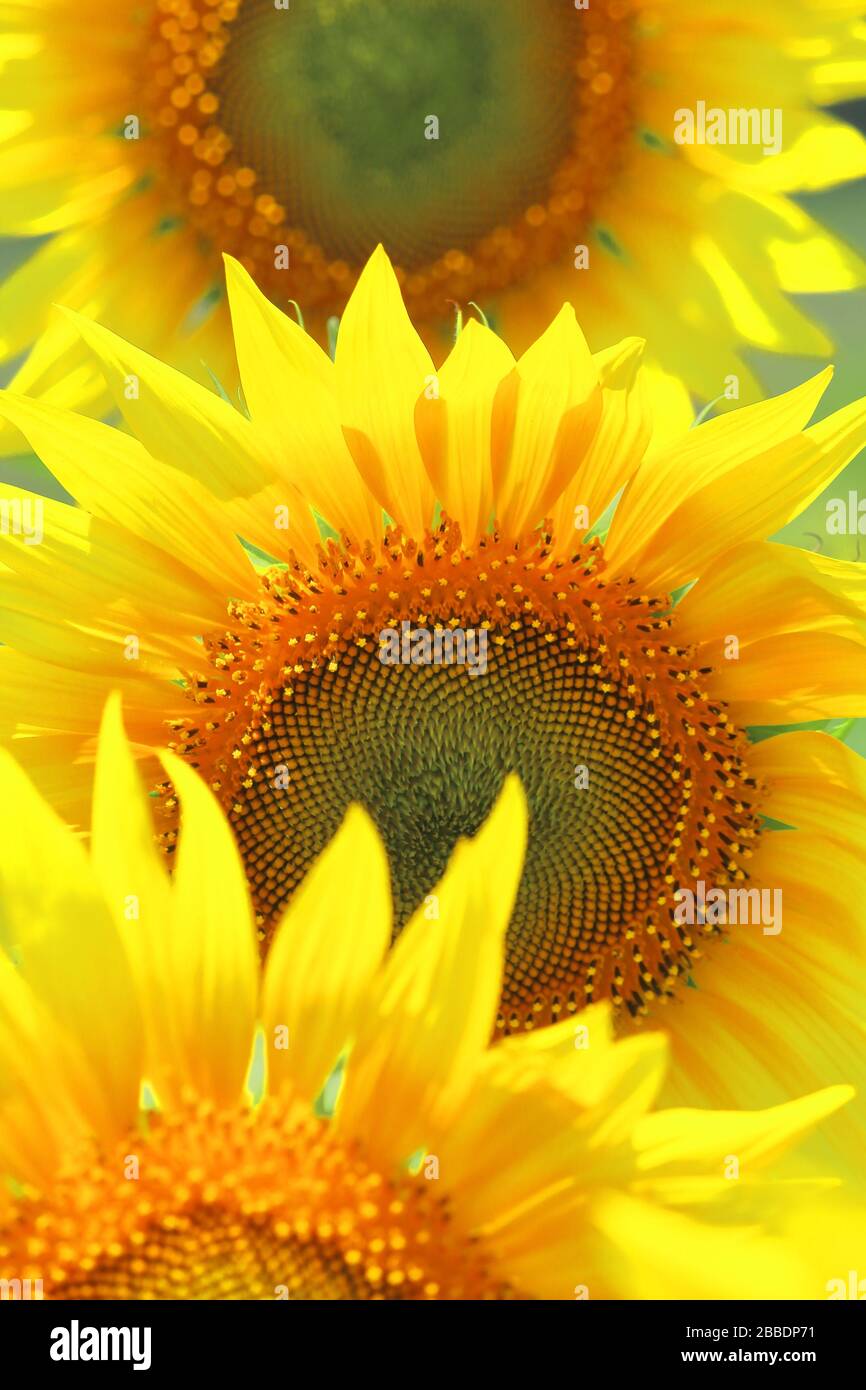 Indian sunflower seeds hi-res stock photography and images - Alamy