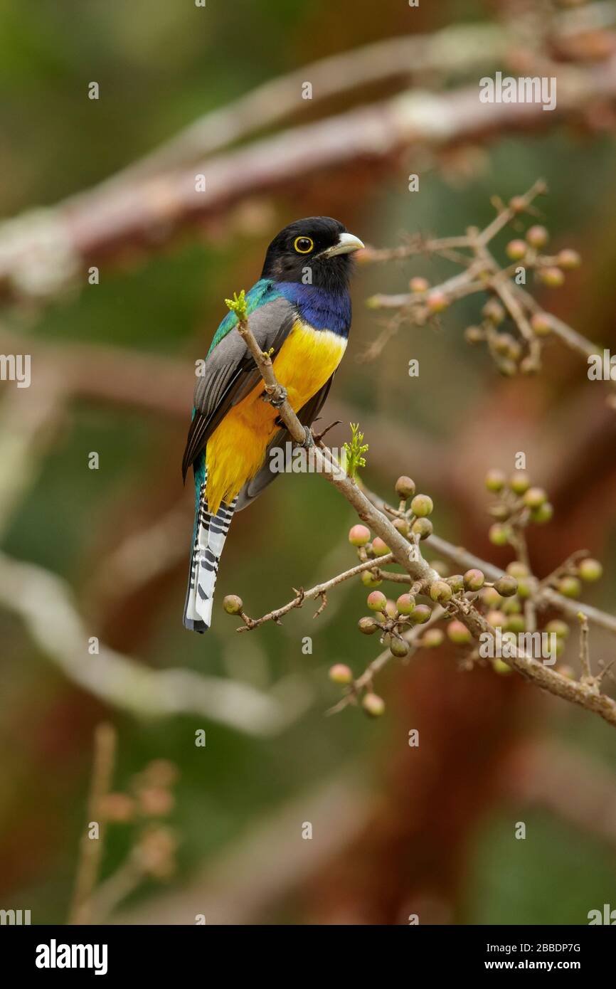 Gartered Trogon (Trogon caligatus) perched on a branch in Guatemala in ...
