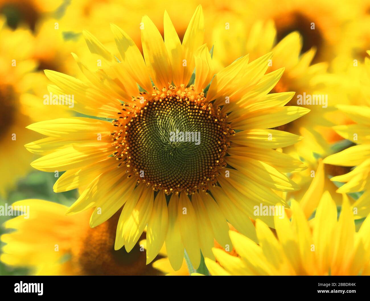 Indian sunflower seeds hi-res stock photography and images - Alamy