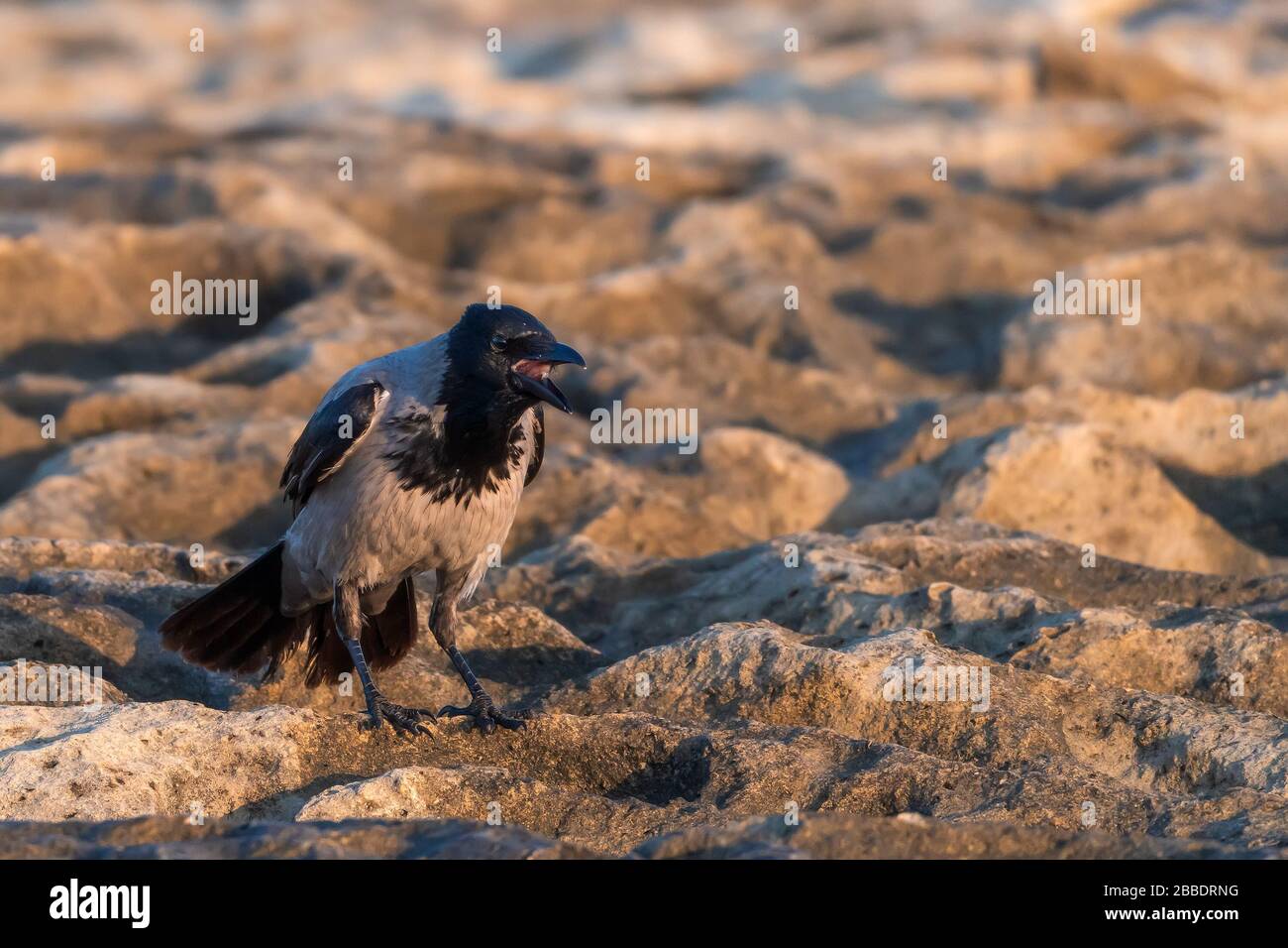 Raven on rocks hi-res stock photography and images - Alamy