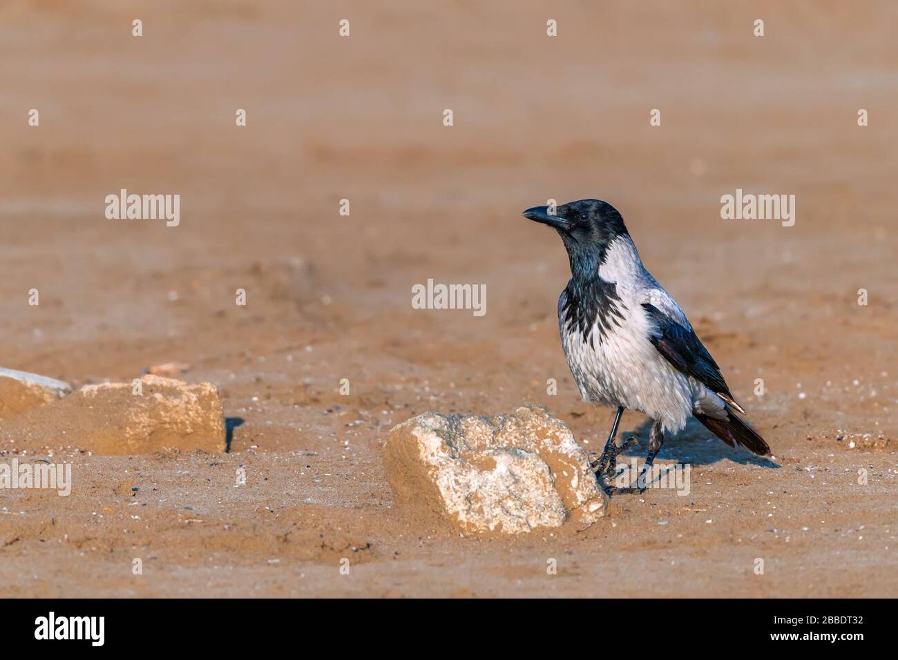 Crow bird on a sandy beach Stock Photo - Alamy
