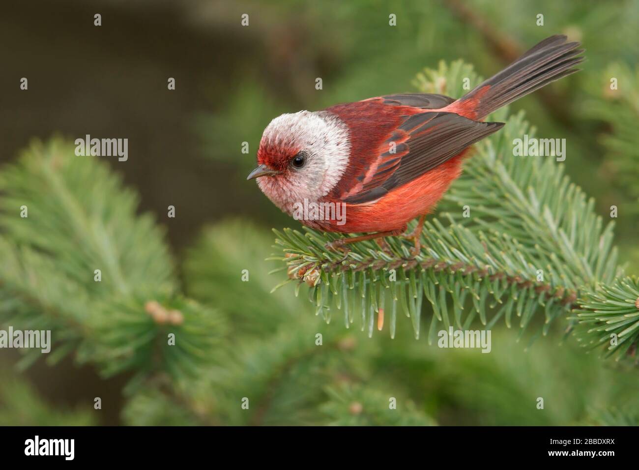 Pink-headed Warbler (Cardellina versicolor) perched on a branch in ...