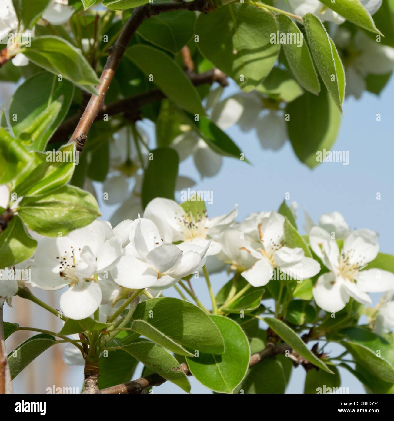 Pear tree flower blossom pink hi-res stock photography and images - Alamy