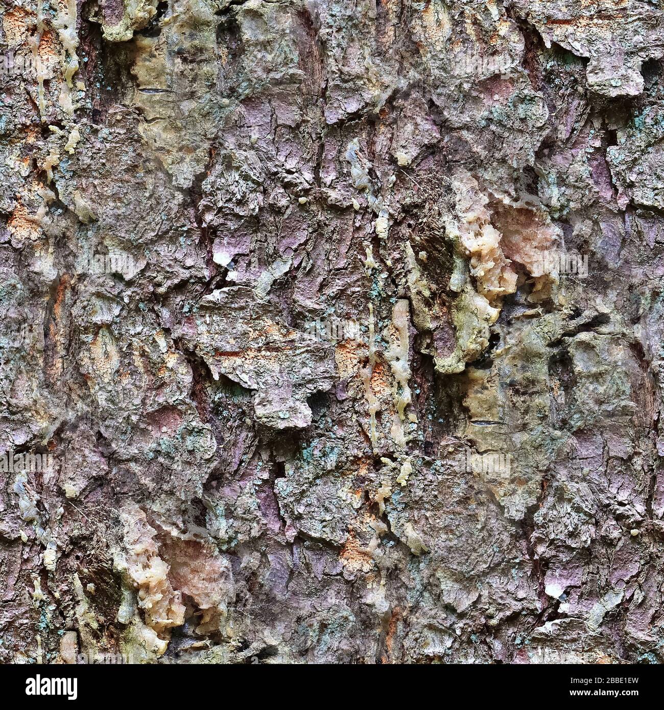 Detailed repeatable close up texture of natural tree bark Stock Photo ...