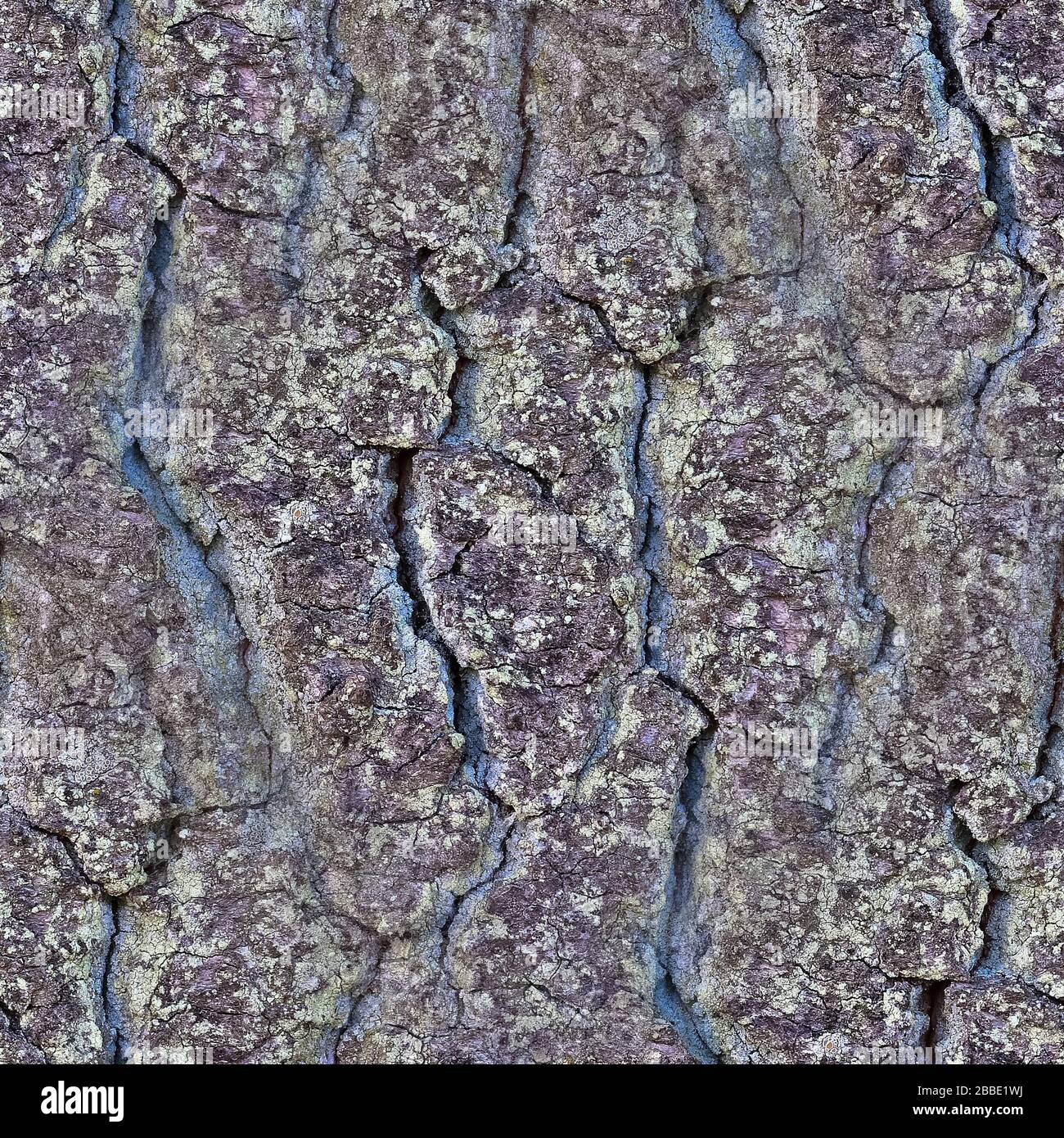 Detailed repeatable close up texture of natural tree bark Stock Photo ...