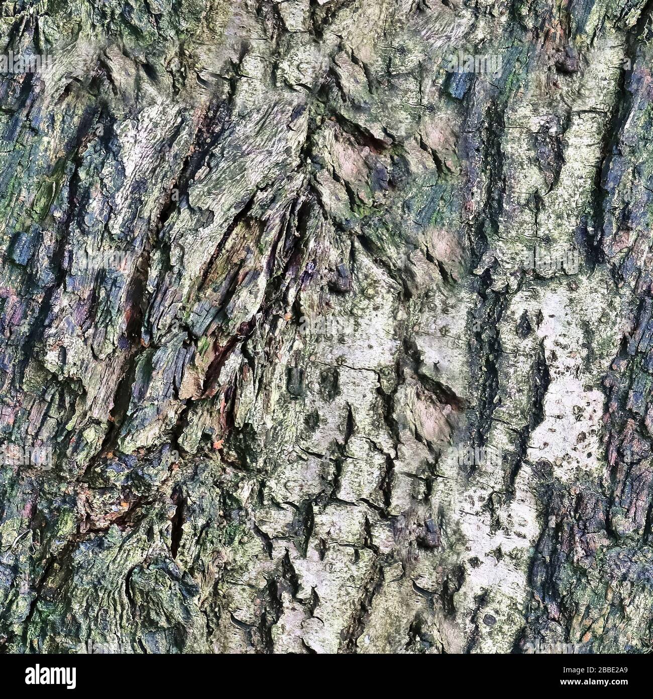 Detailed repeatable close up texture of natural tree bark Stock Photo ...