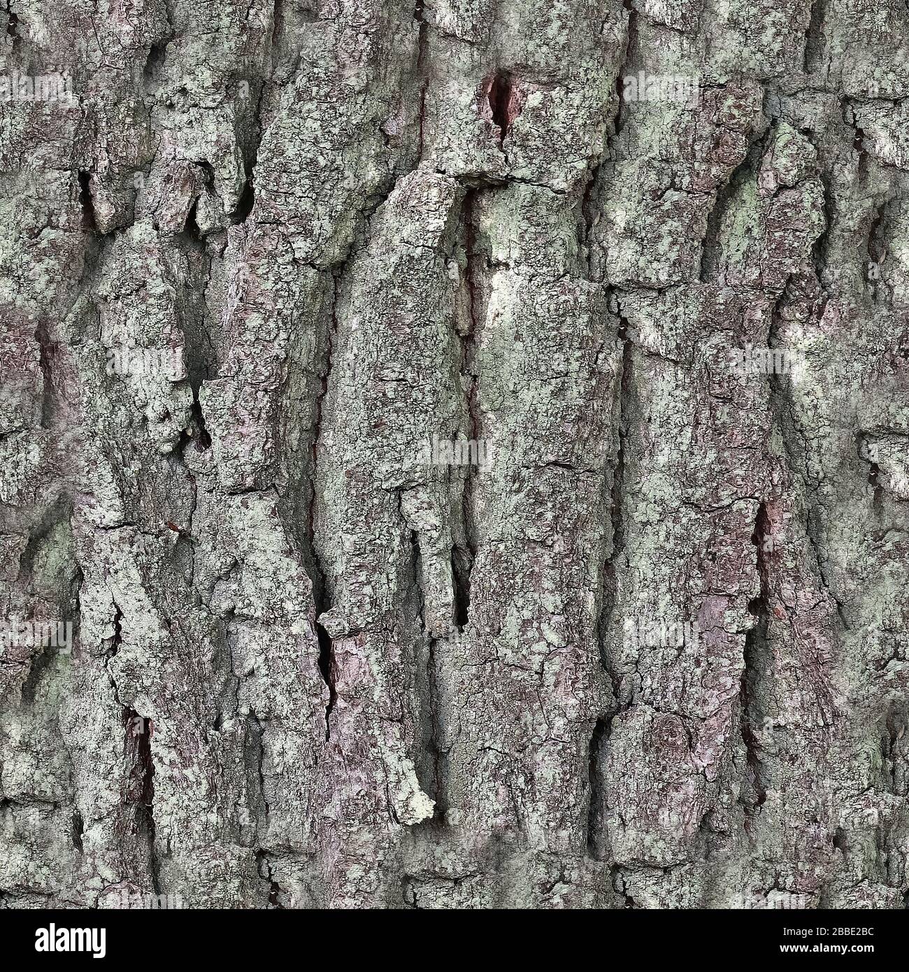 Detailed repeatable close up texture of natural tree bark Stock Photo ...