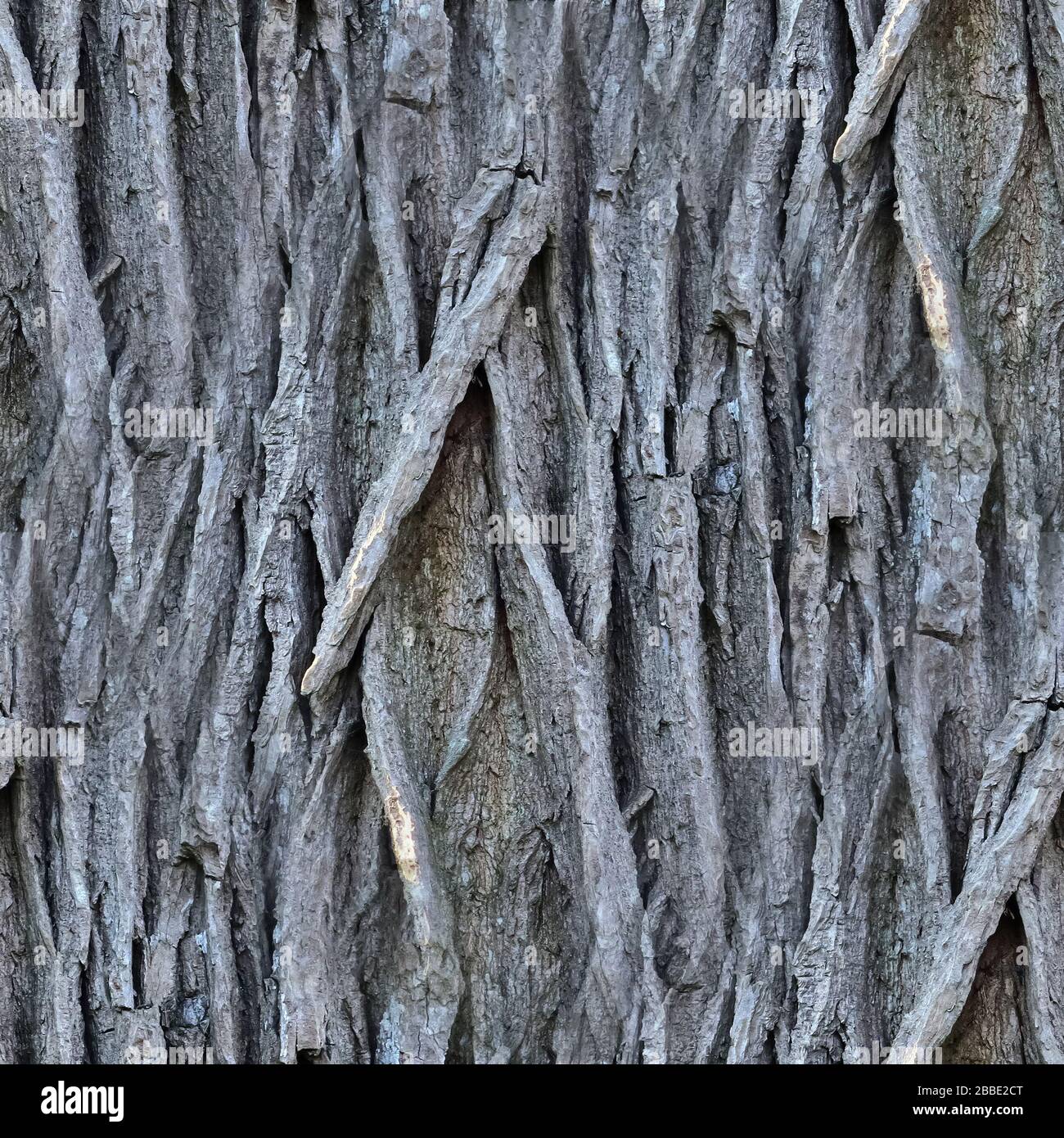 Detailed repeatable close up texture of natural tree bark Stock Photo ...