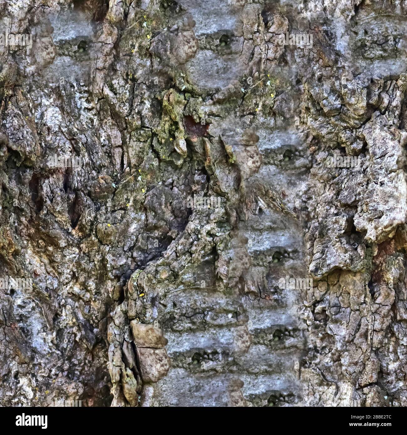 Detailed repeatable close up texture of natural tree bark Stock Photo ...