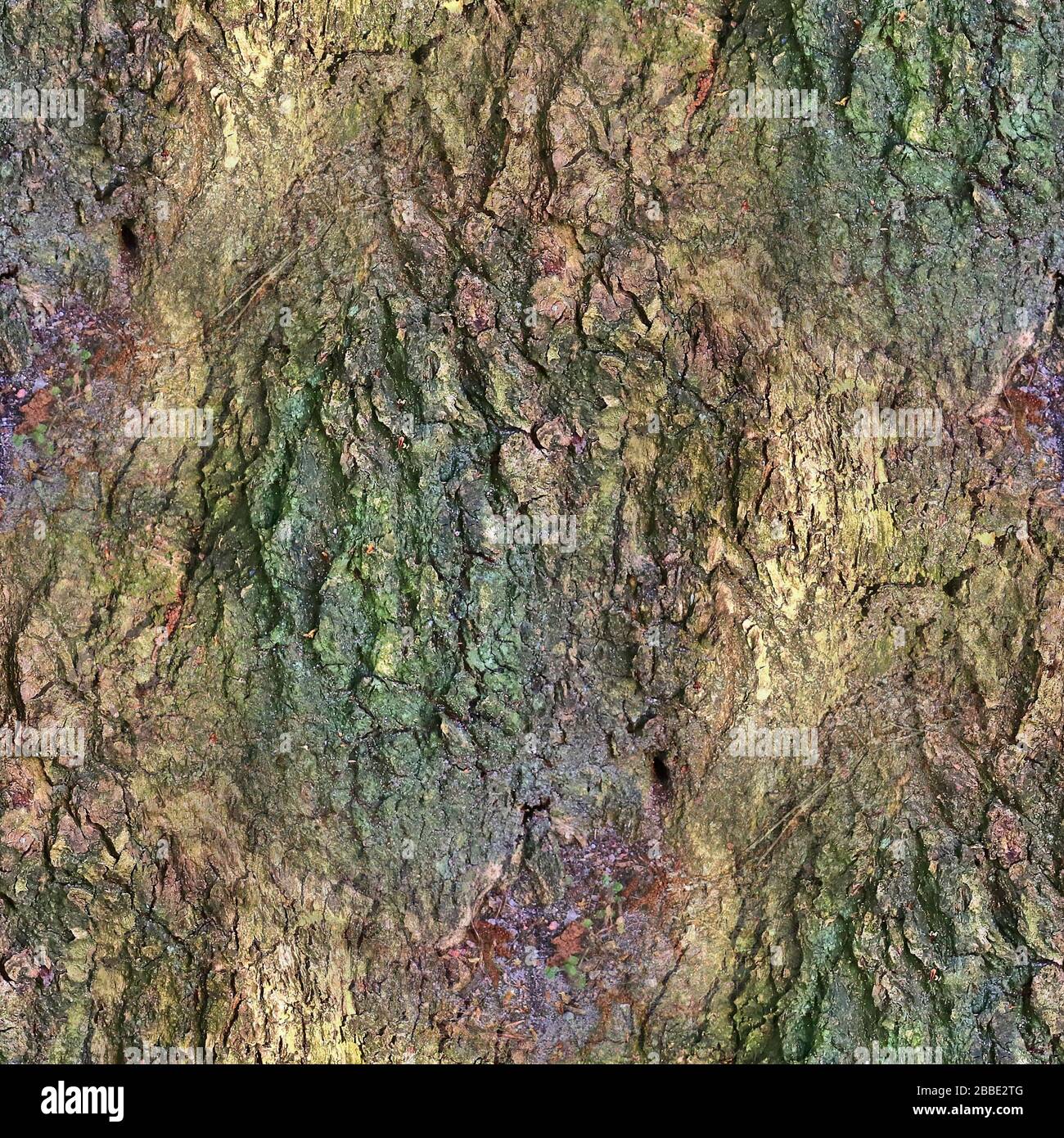 Detailed repeatable close up texture of natural tree bark Stock Photo ...