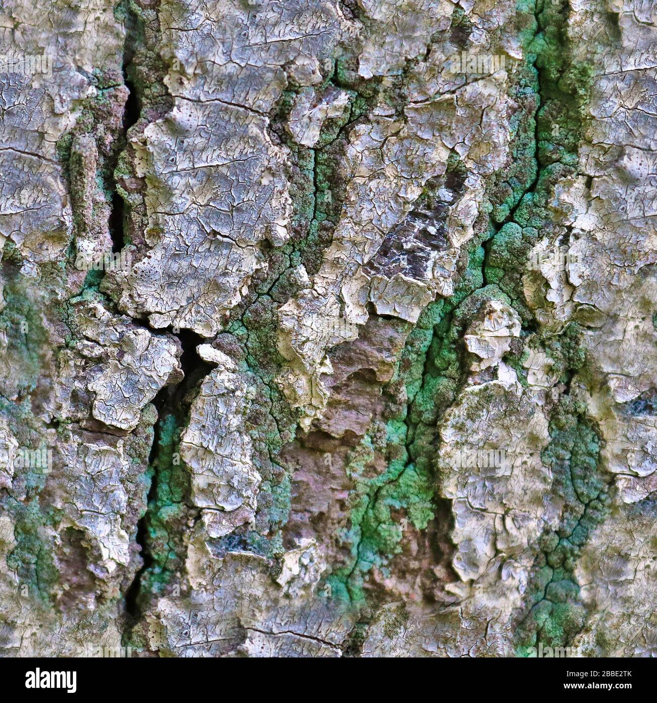 Detailed repeatable close up texture of natural tree bark Stock Photo ...