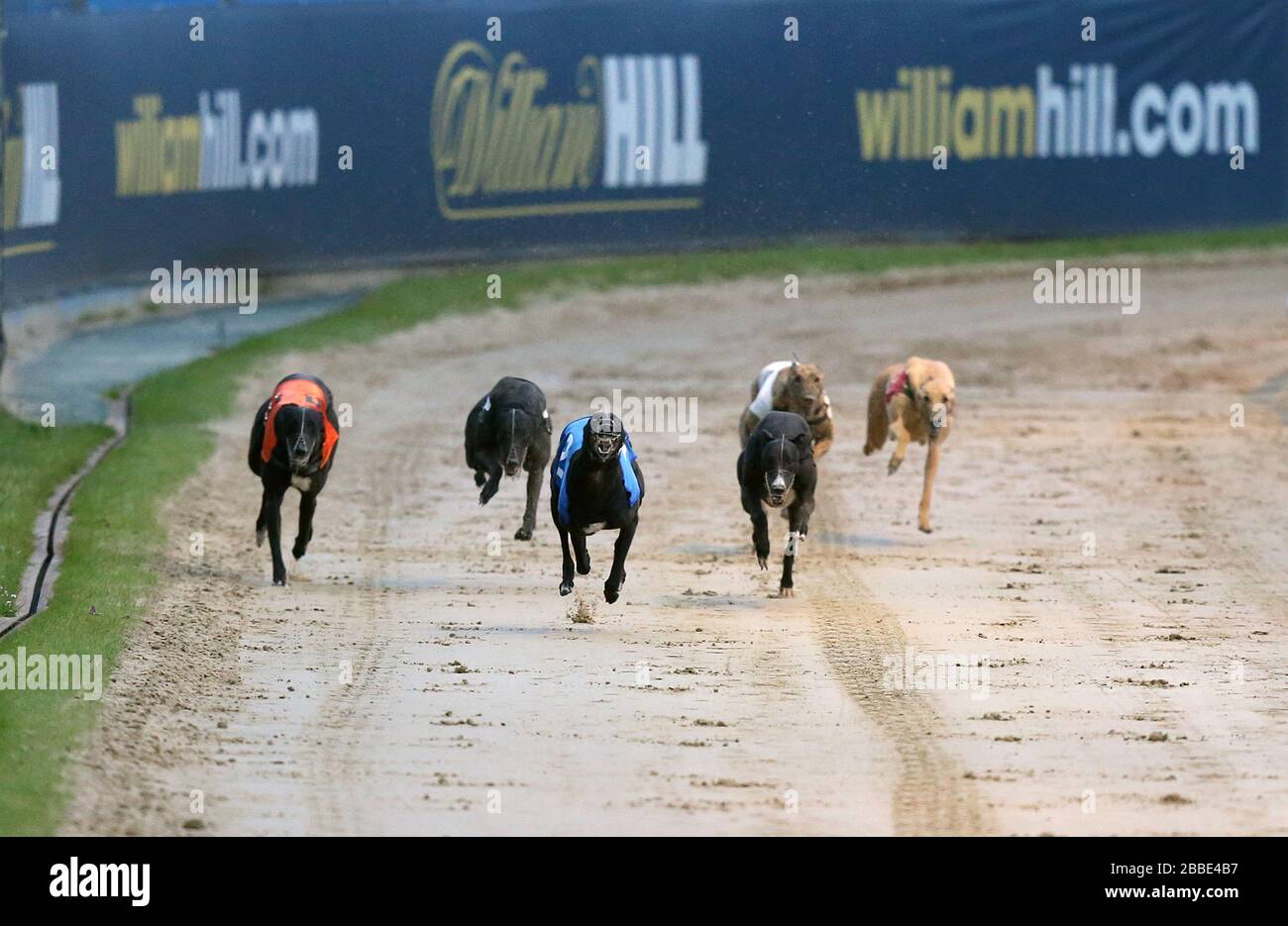 Droopys Jet (third left) on his way to winning the William Hill ...