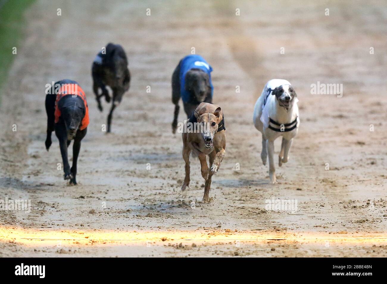 Ballymac Vic (centre) on his way to winning the William Hill Greyhound ...
