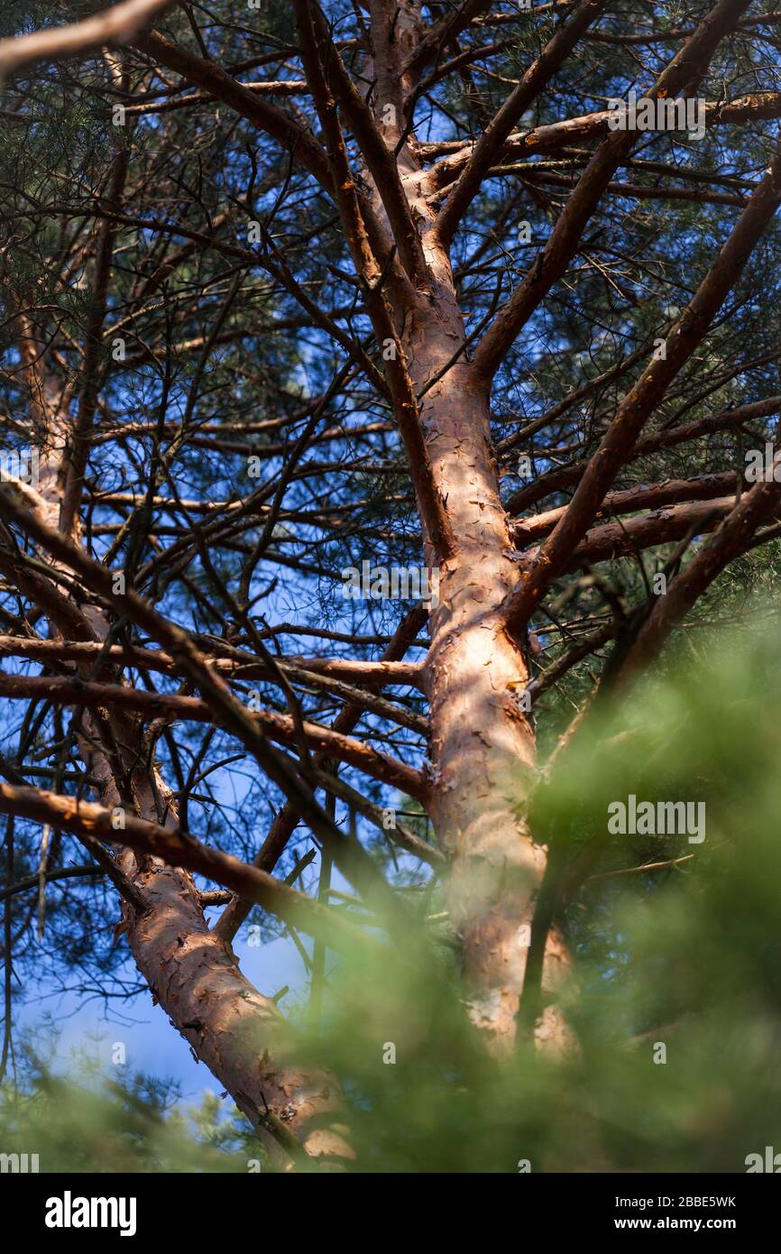 Tree trunk of Pine forest. Nature green wood sunlight backgrounds ...