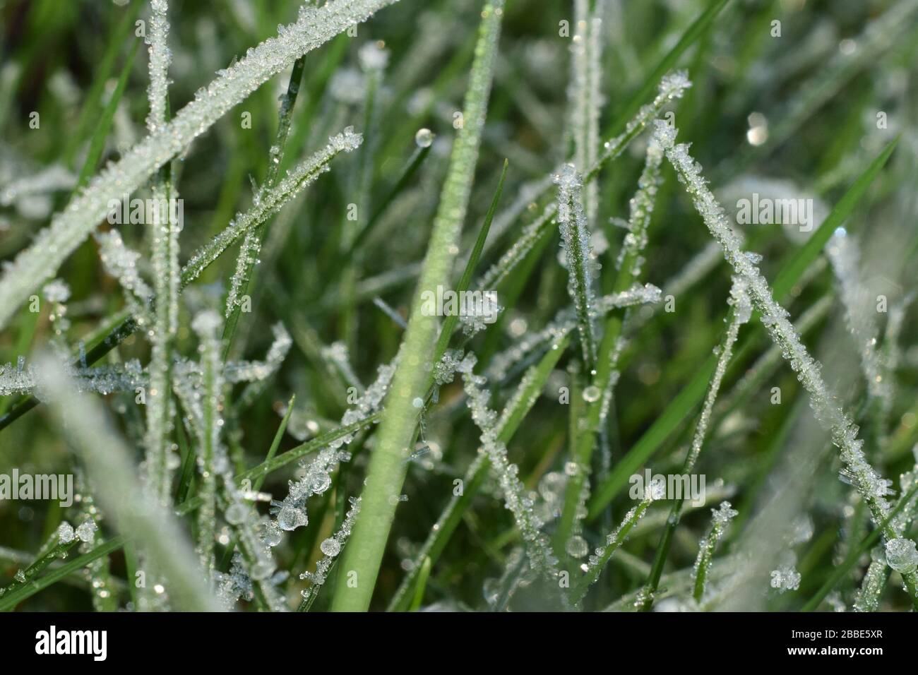Frost grass lawn hi-res stock photography and images - Alamy