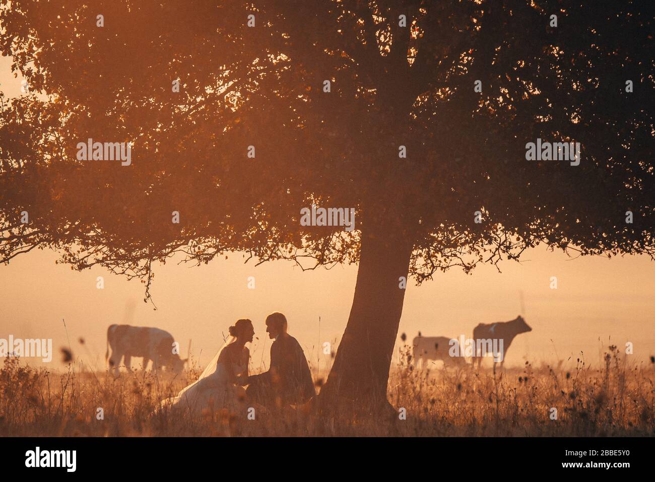 Wedding photo, bride and groom in autumn nature, cow animal pasture in ...
